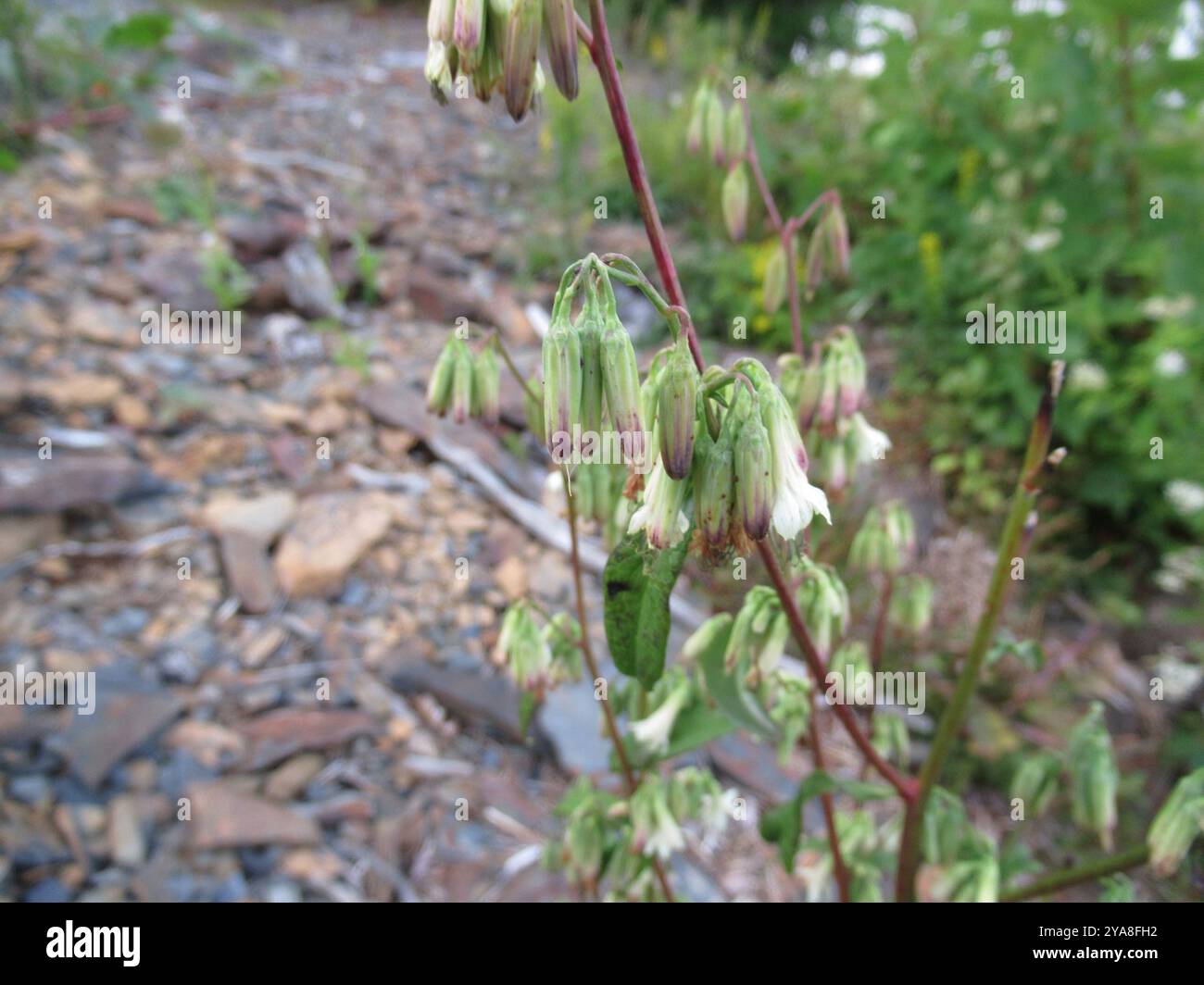 three-leaved rattlesnake root (Nabalus trifoliolatus) Plantae Stock ...