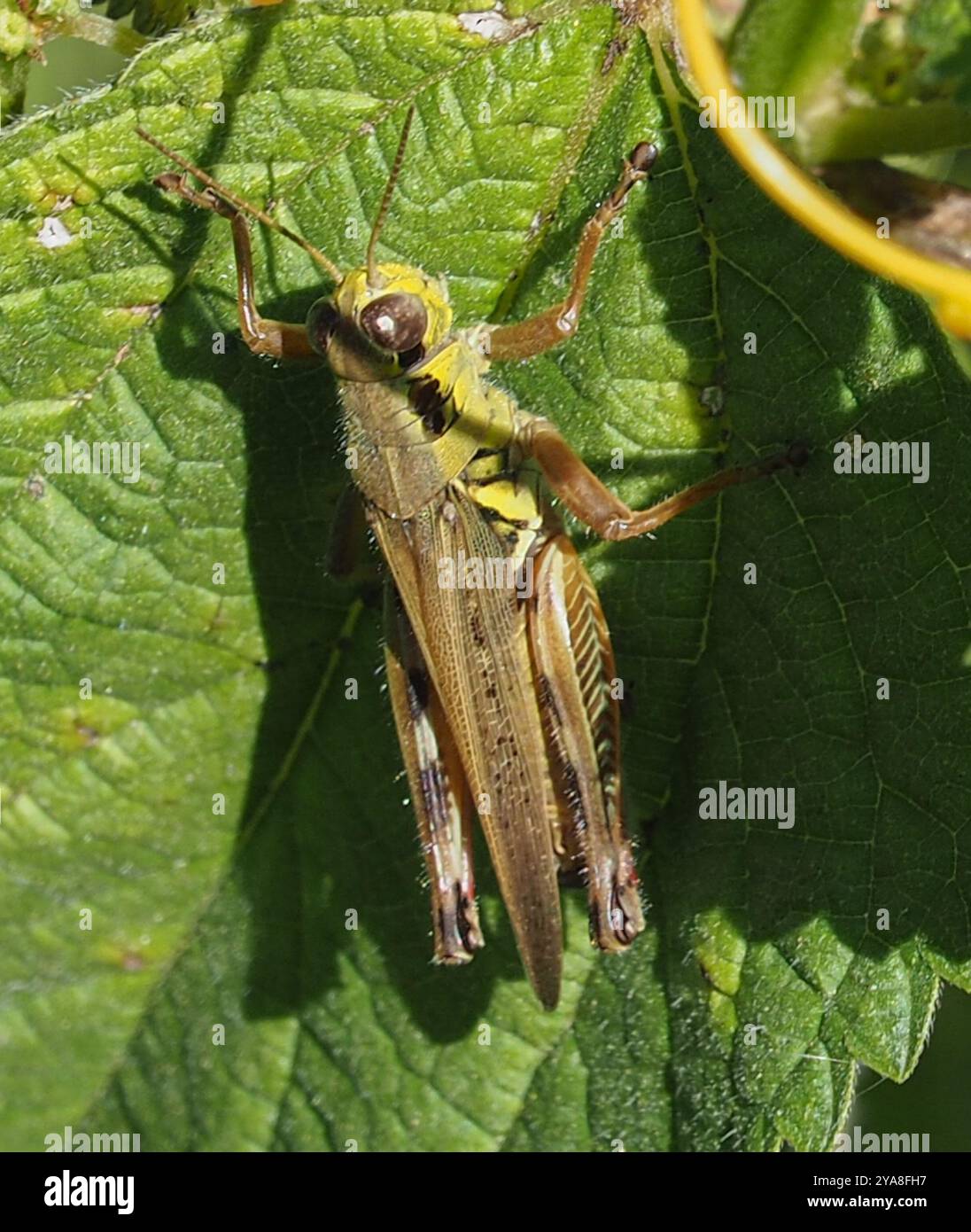 Red-legged Grasshopper (Melanoplus femurrubrum) Insecta Stock Photo - Alamy