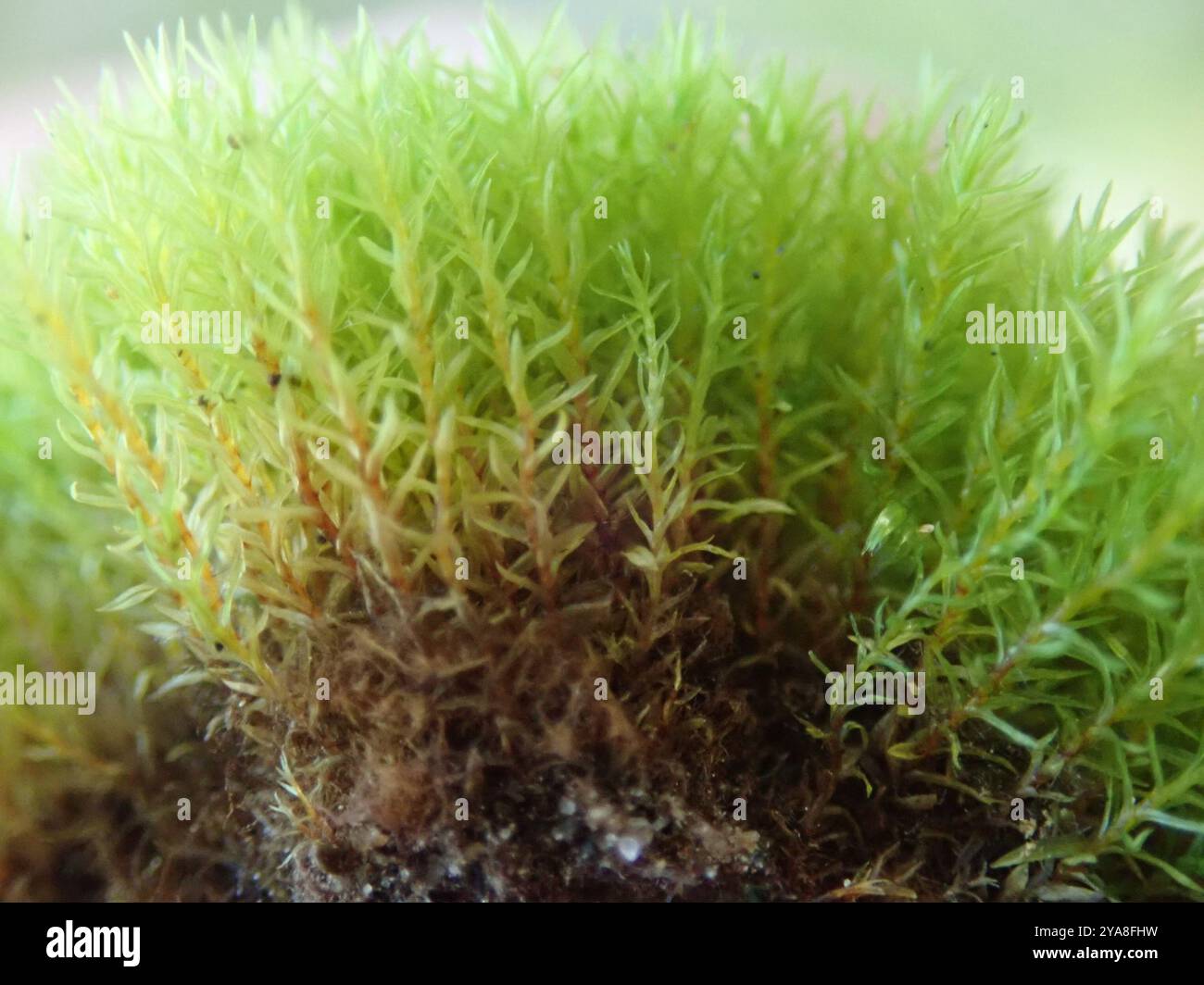 Summer-moss (Anoectangium aestivum) Plantae Stock Photo - Alamy