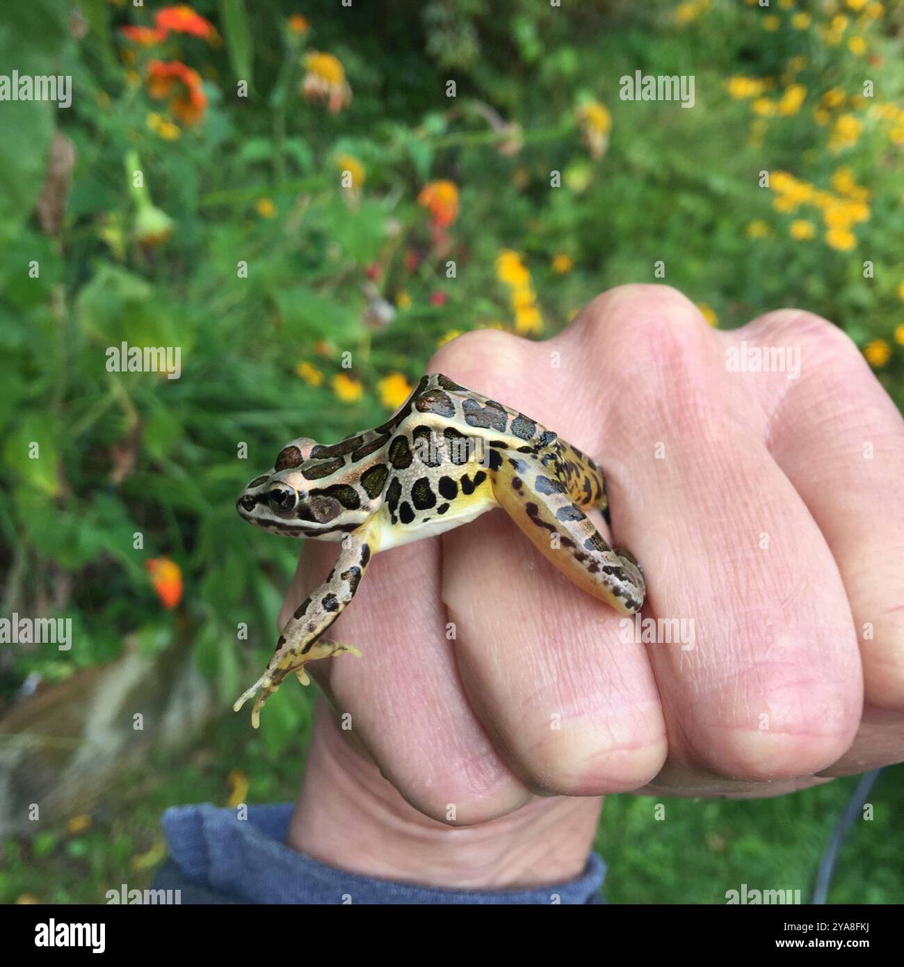Pickerel Frog (Lithobates palustris) Amphibia Stock Photo - Alamy