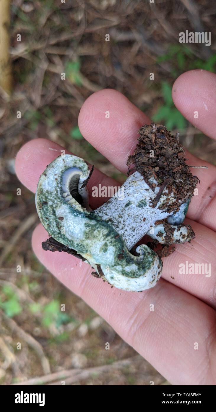 indigo milk cap (Lactarius indigo) Fungi Stock Photo - Alamy
