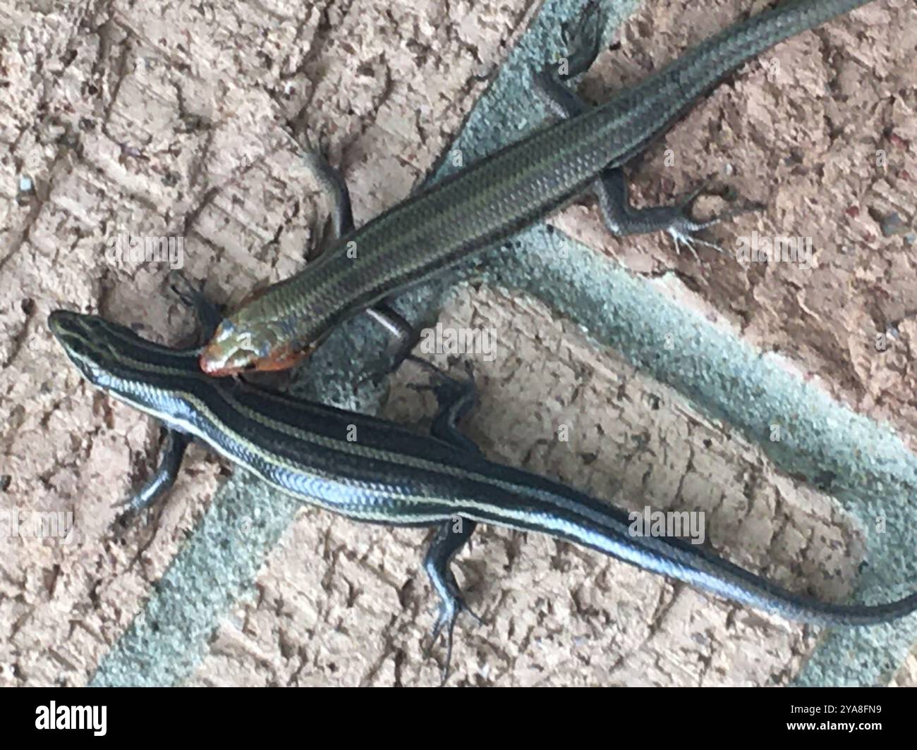 Common Five-lined Skink (Plestiodon fasciatus) Reptilia Stock Photo - Alamy