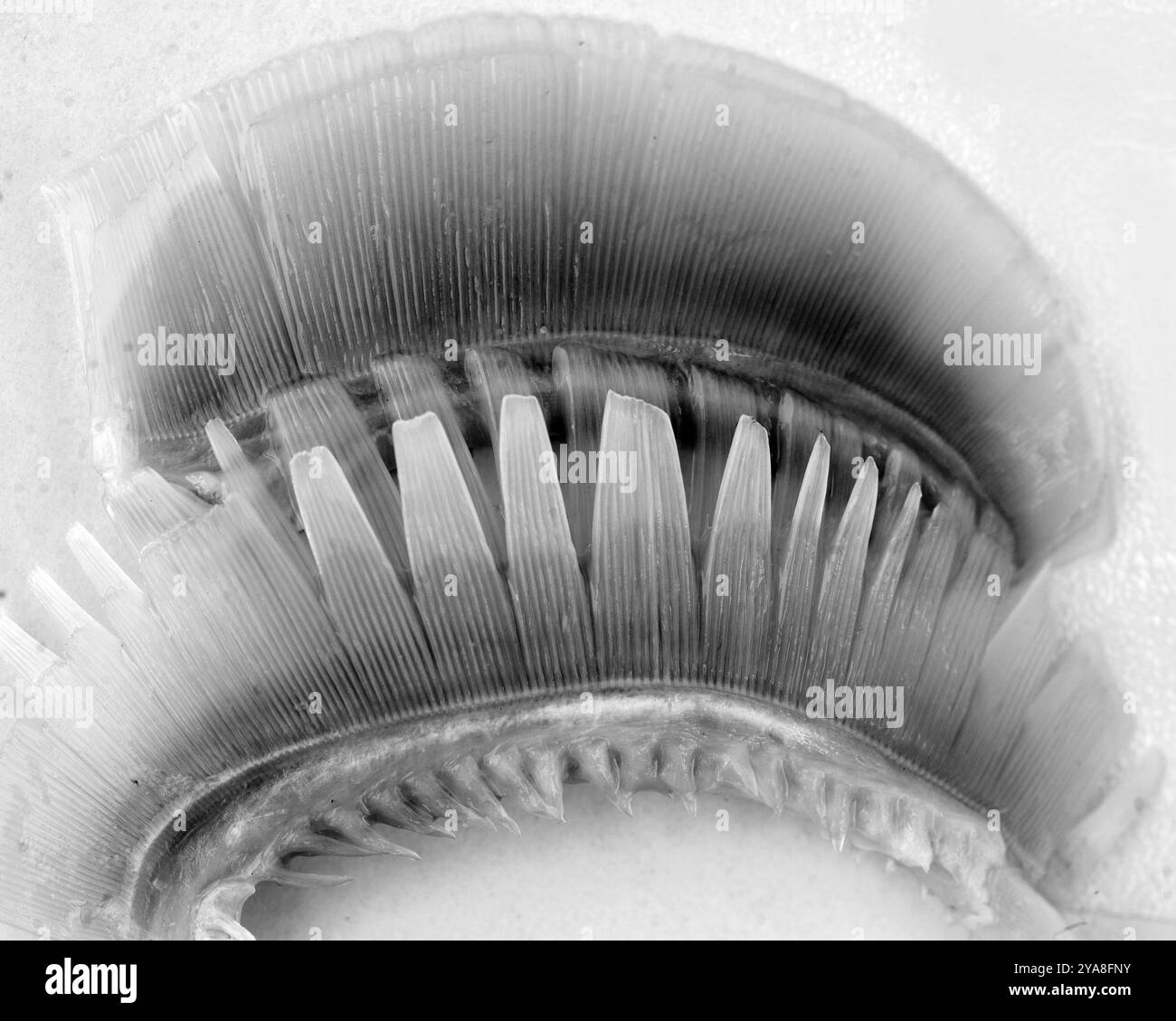 Fish gills detail Black and White Stock Photos & Images - Alamy