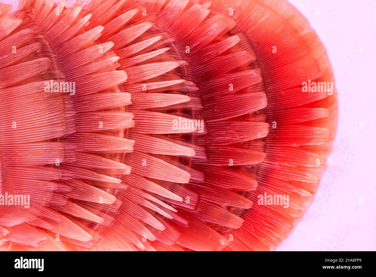 Tilapia fish (Oreochromis niloticus) gills close up Stock Photo - Alamy