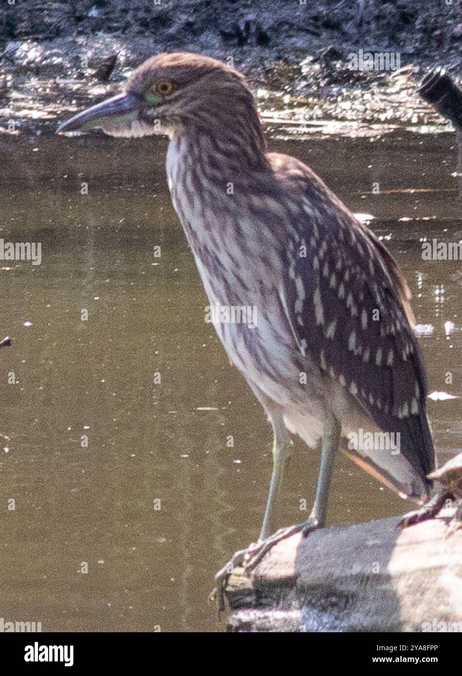 Black-crowned Night Heron (Nycticorax nycticorax) Aves Stock Photo - Alamy