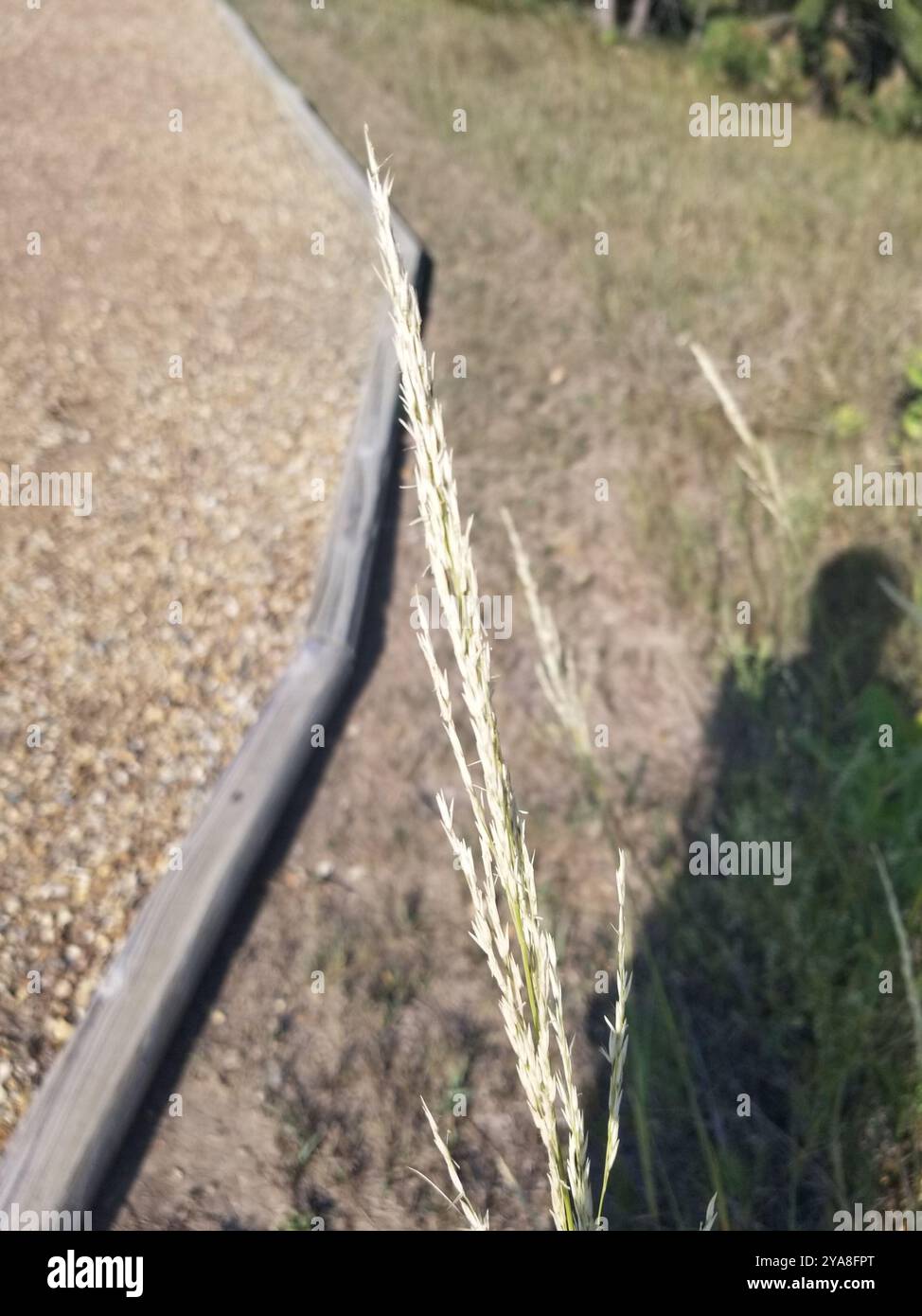 Sand Reedgrass (Sporobolus rigidus) Plantae Stock Photo - Alamy