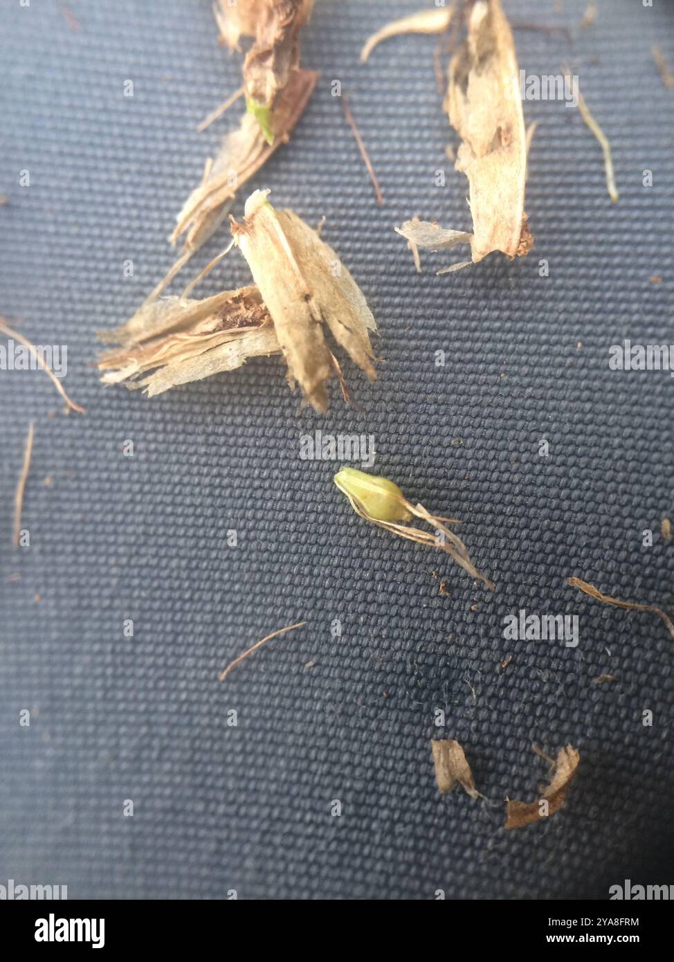 river bulrush (Bolboschoenus fluviatilis) Plantae Stock Photo - Alamy