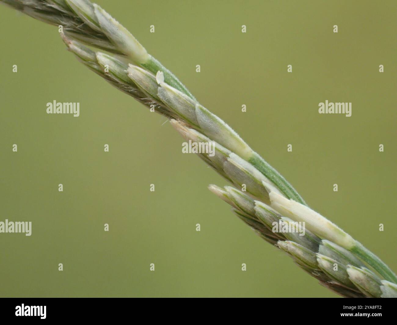 sprangletop (Diplachne fusca) Plantae Stock Photo - Alamy