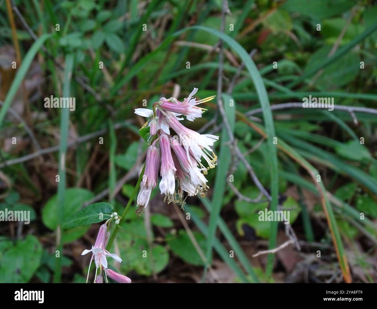 white rattlesnake root (Nabalus albus) Plantae Stock Photo - Alamy