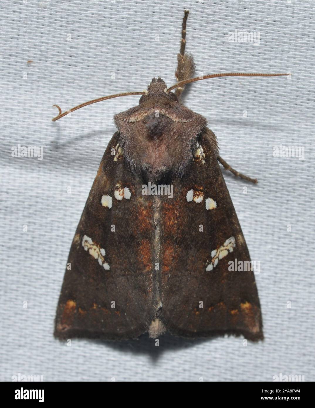 Ironweed Borer Moth (Papaipema cerussata) Insecta Stock Photo - Alamy