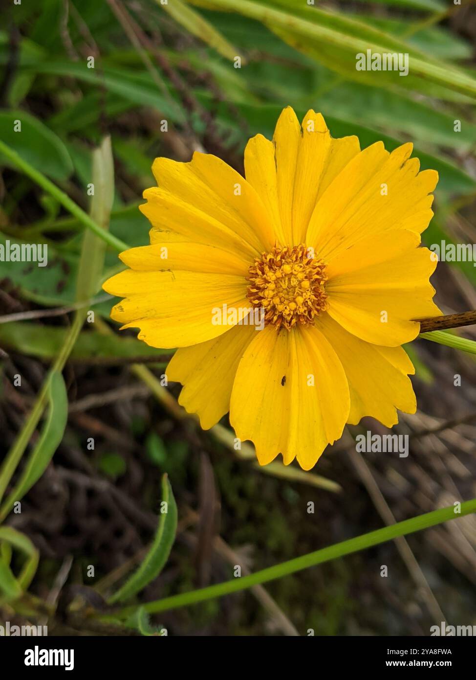 Lance-leaved Coreopsis (Coreopsis lanceolata) Plantae Stock Photo - Alamy