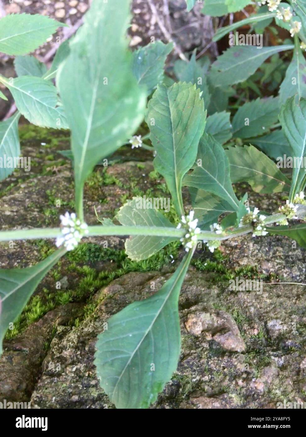 sweet bugleweed (Lycopus virginicus) Plantae Stock Photo - Alamy