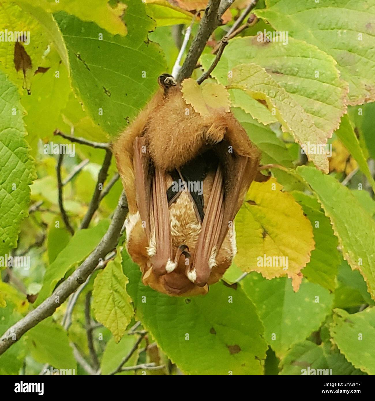 Eastern Red Bat (Lasiurus borealis) Mammalia Stock Photo - Alamy