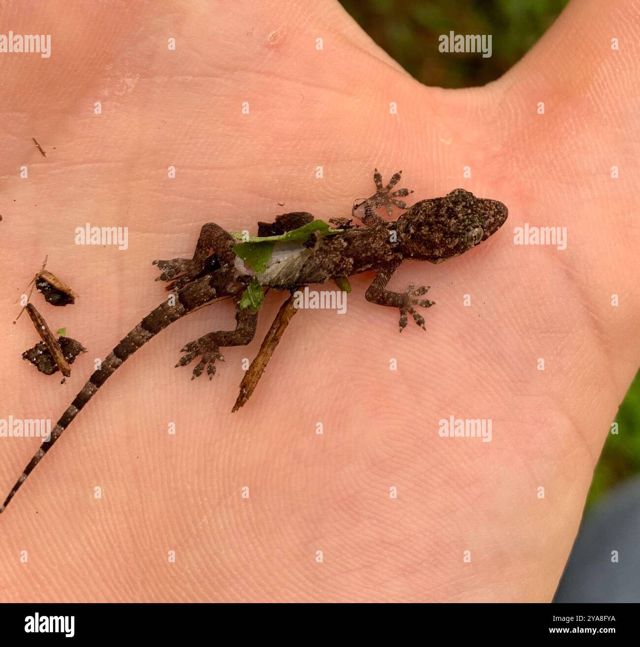 Tropical House Gecko (Hemidactylus mabouia) Reptilia Stock Photo - Alamy