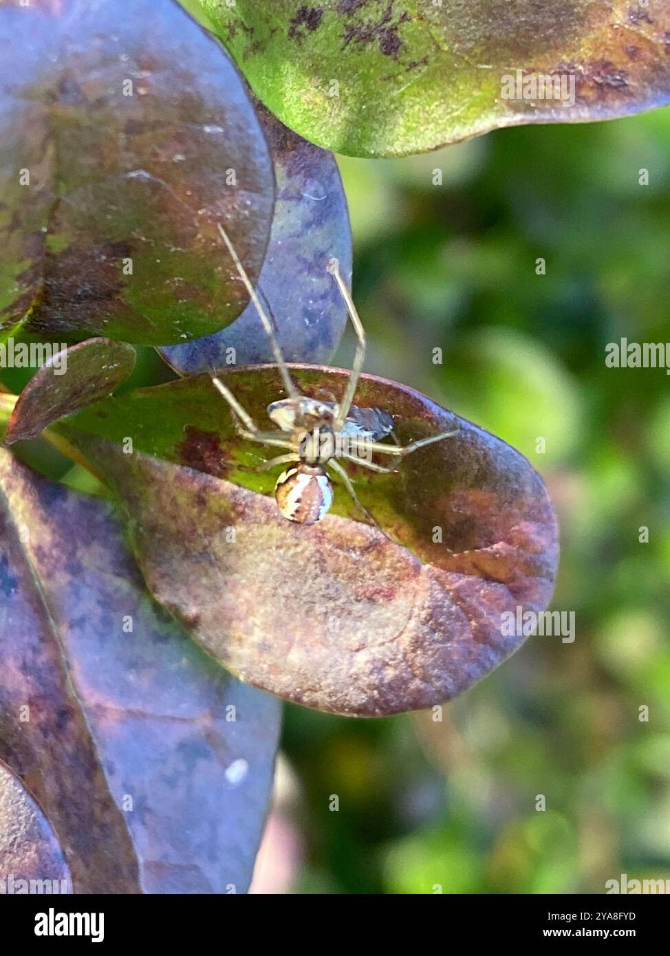 Sheetweb Spiders (Linyphia) Arachnida Stock Photo - Alamy