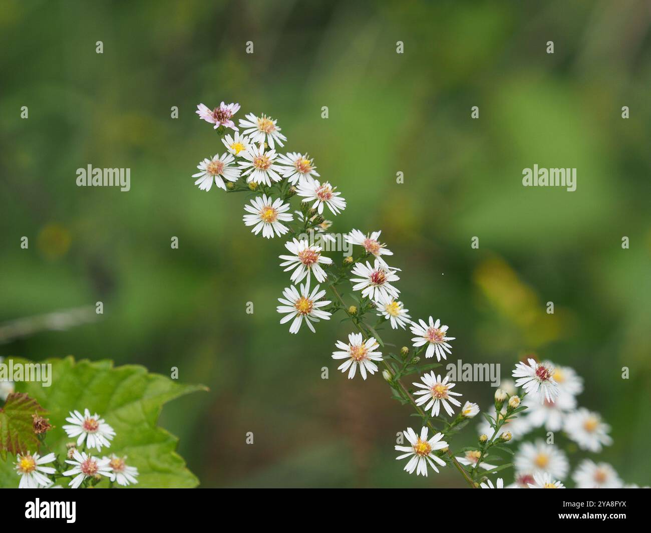 calico aster (Symphyotrichum lateriflorum) Plantae Stock Photo - Alamy