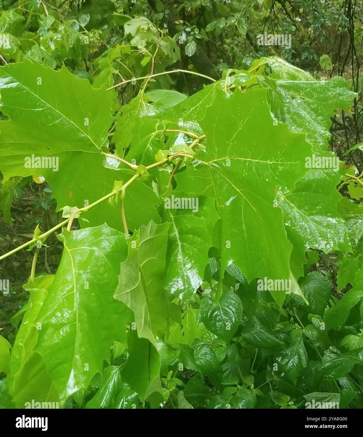 American sycamore (Platanus occidentalis) Plantae Stock Photo - Alamy
