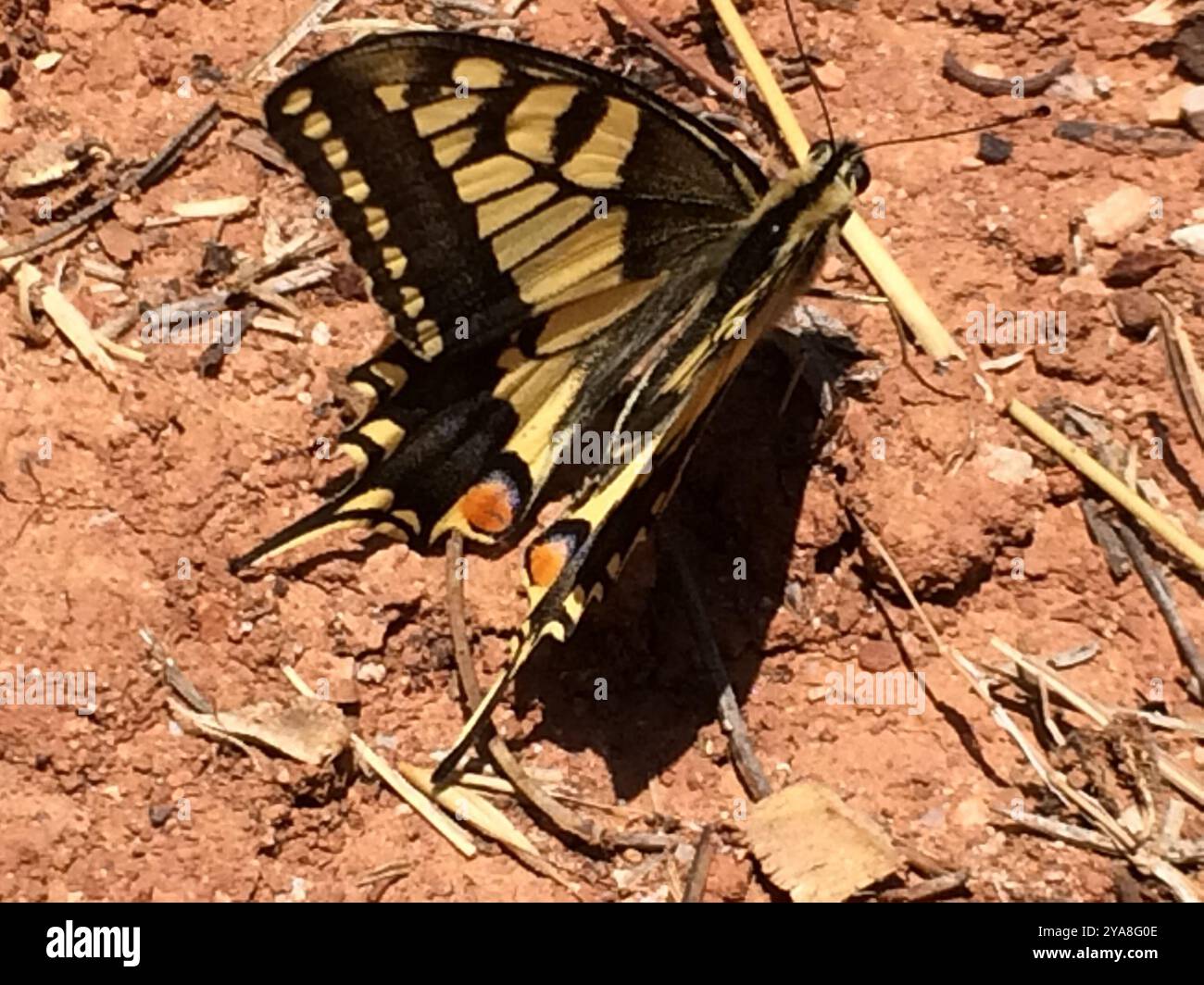 Old World Swallowtail (Papilio machaon) Insecta Stock Photo - Alamy