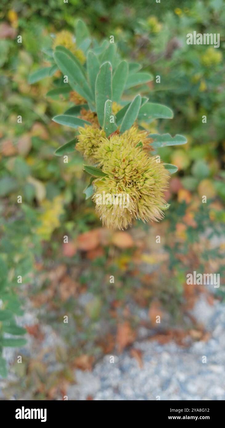 round-headed bush clover (Lespedeza capitata) Plantae Stock Photo - Alamy