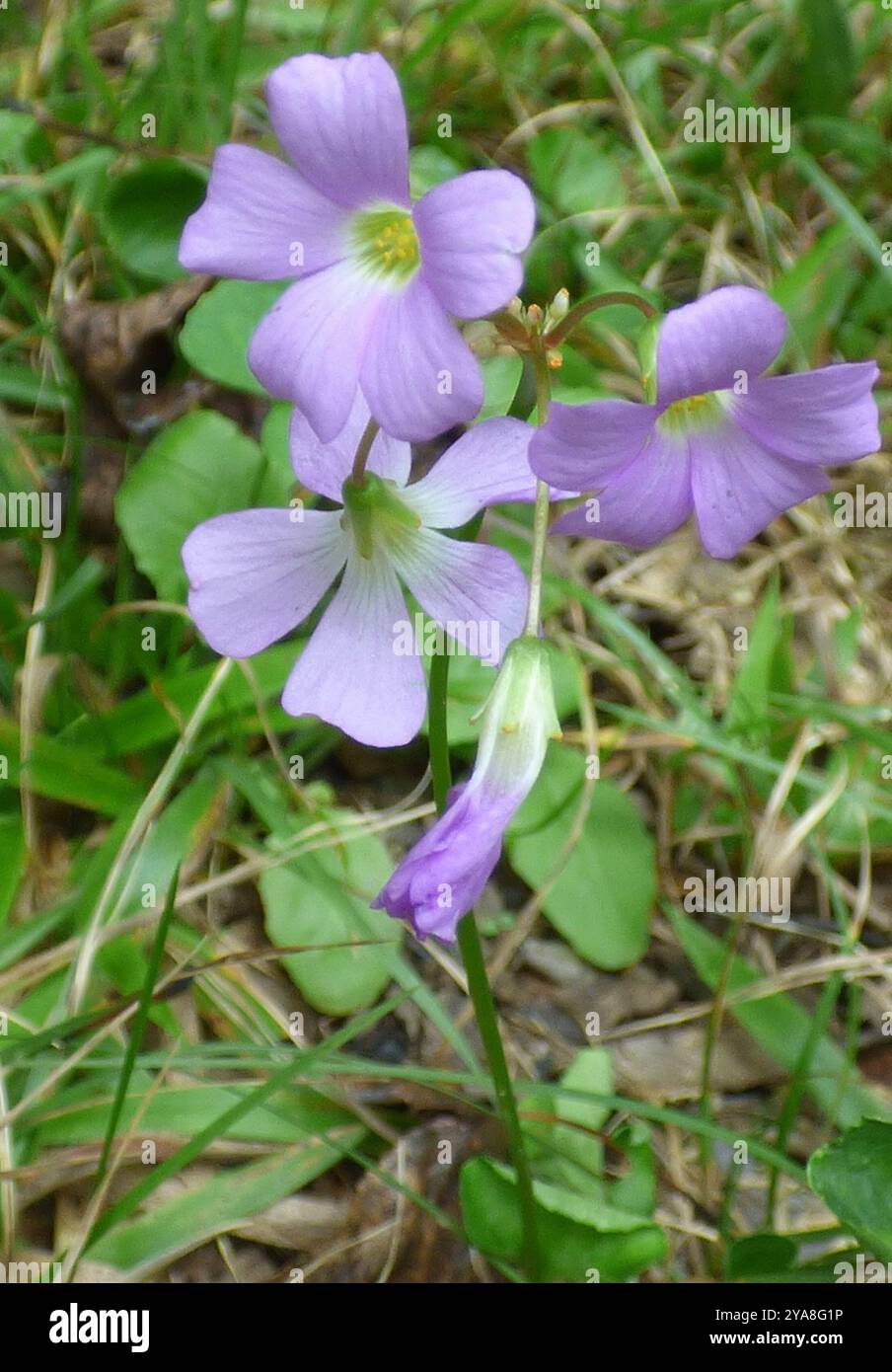 violet woodsorrel (Oxalis violacea) Plantae Stock Photo - Alamy