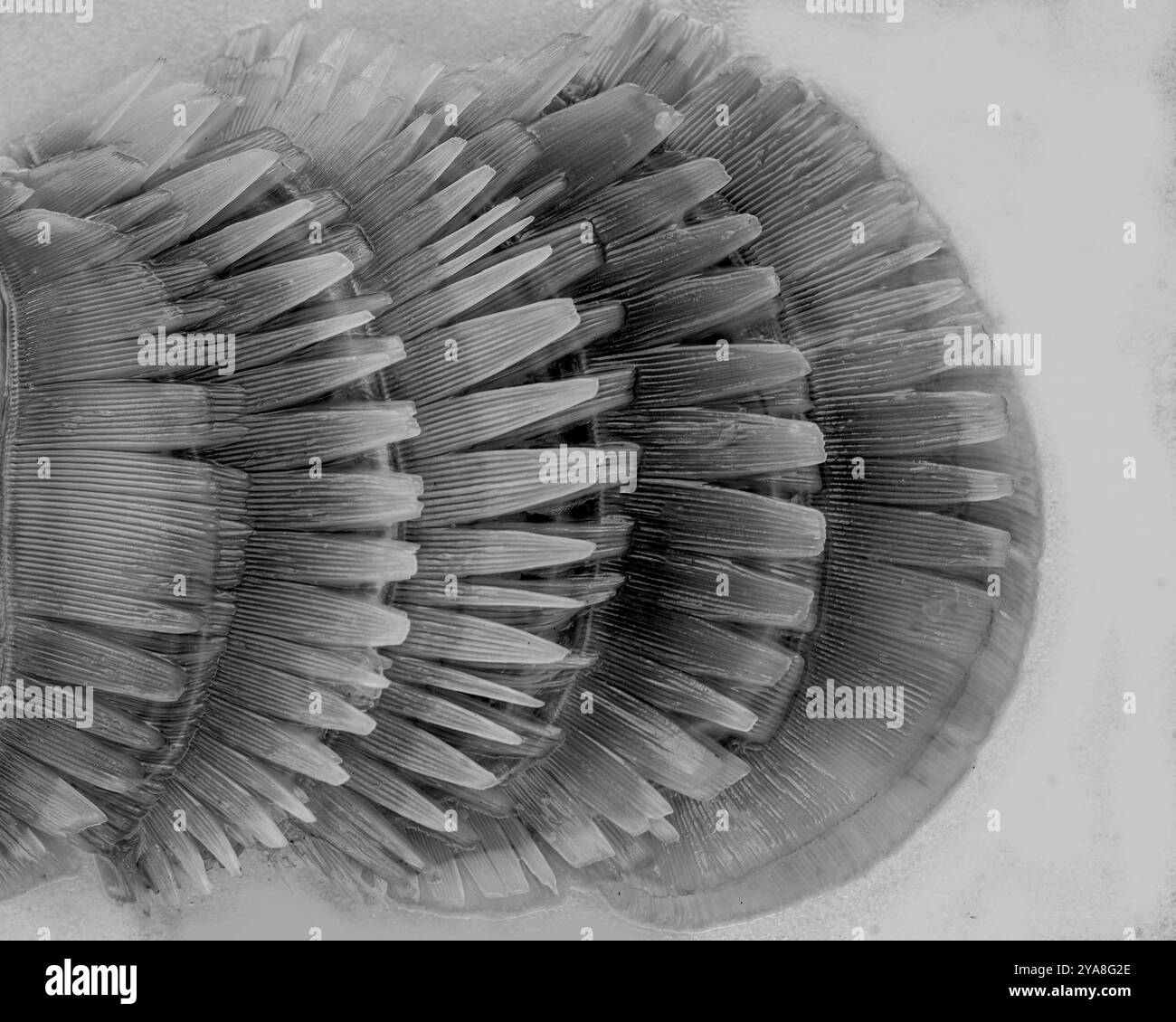 Tilapia fish (Oreochromis niloticus) gills close up Stock Photo - Alamy