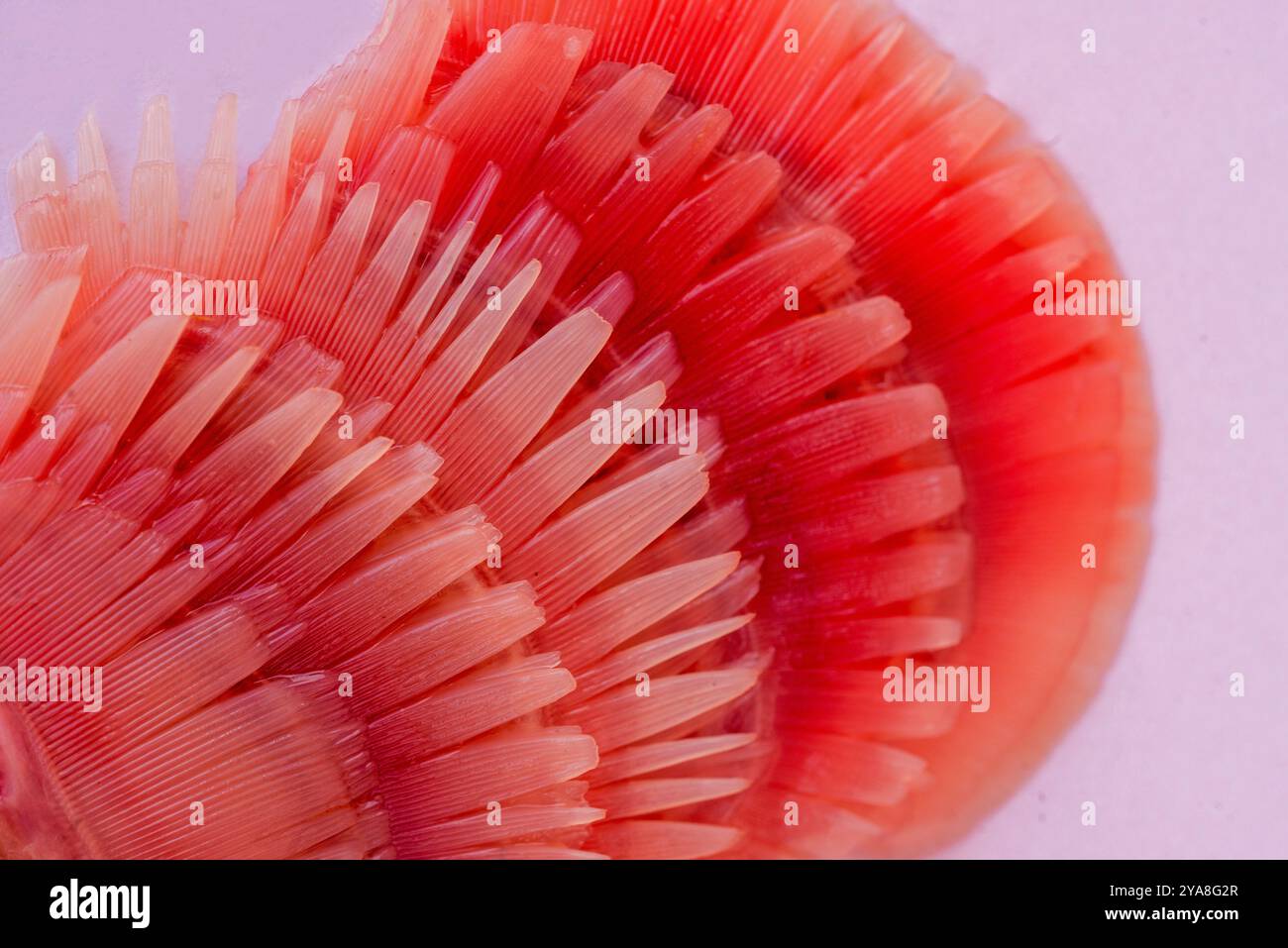 Tilapia patterns hi-res stock photography and images - Alamy