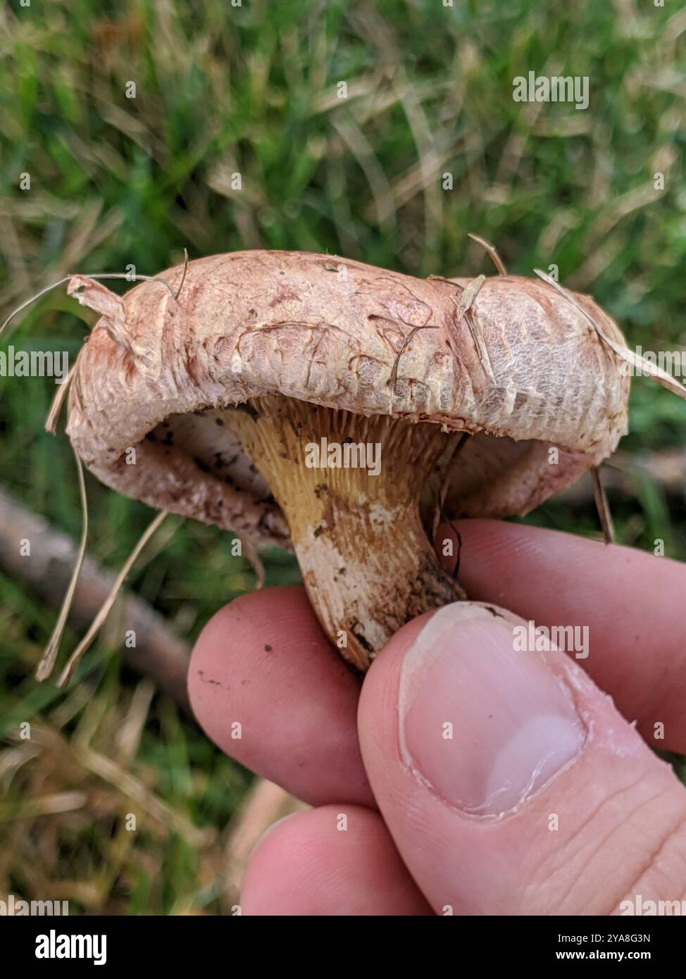 Brown Roll-Rim (Paxillus involutus) Fungi Stock Photo - Alamy