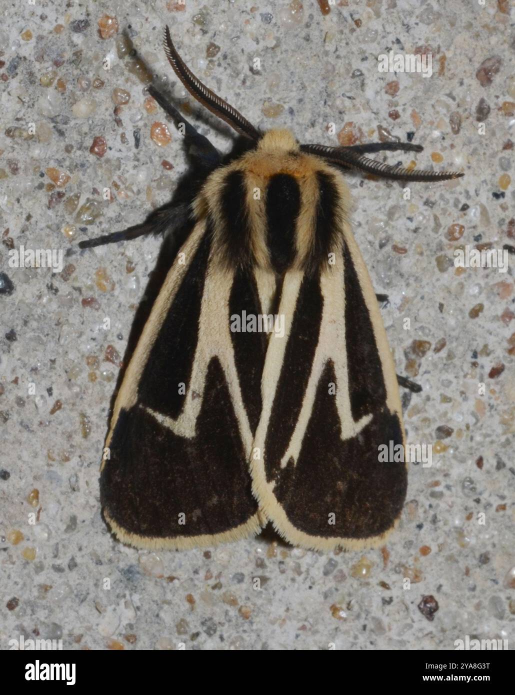 Nais Tiger Moth (Apantesis nais) Insecta Stock Photo - Alamy