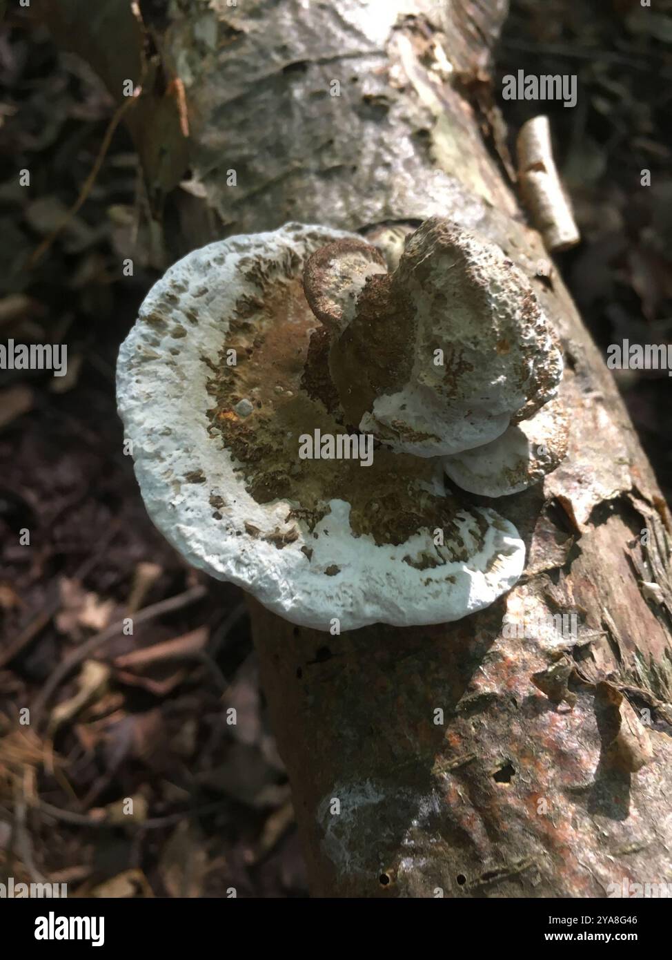 Lumpy Bracket (Trametes gibbosa) Fungi Stock Photo - Alamy