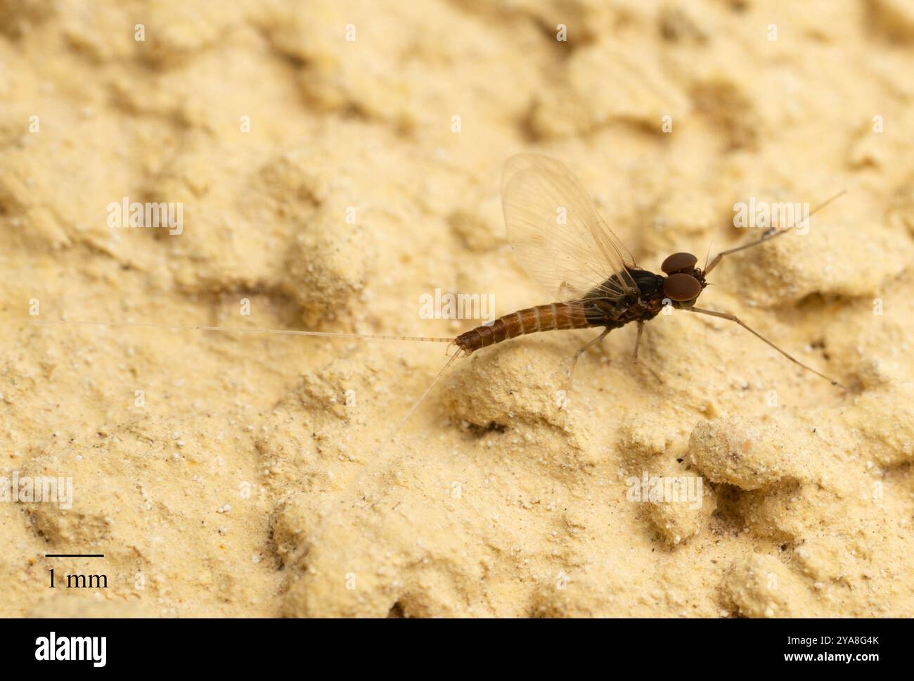 Blue-winged Olives (Baetis) Insecta Stock Photo - Alamy