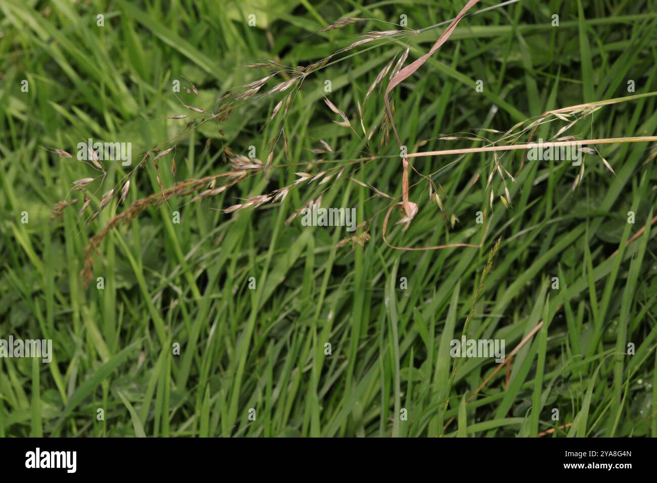 tall oat grass (Arrhenatherum elatius) Plantae Stock Photo - Alamy
