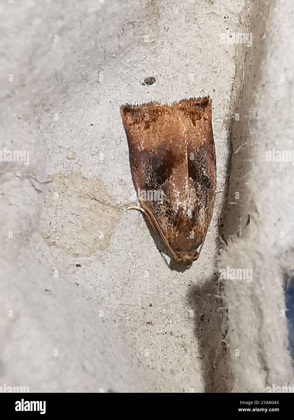 Archips podana hi-res stock photography and images - Alamy