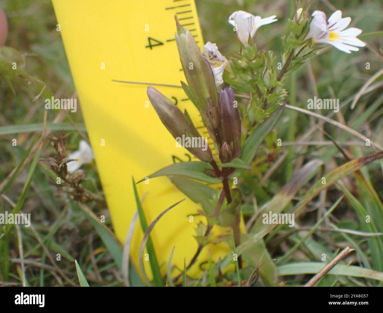 (Gentianella amarella amarella) Plantae Stock Photo - Alamy