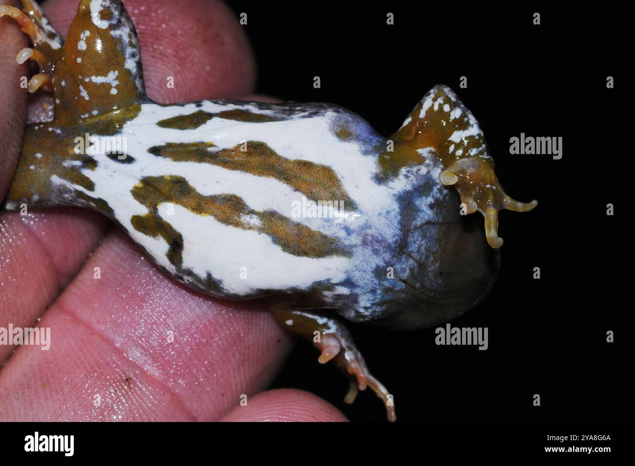 Cape Caco (Cacosternum capense) Amphibia Stock Photo - Alamy