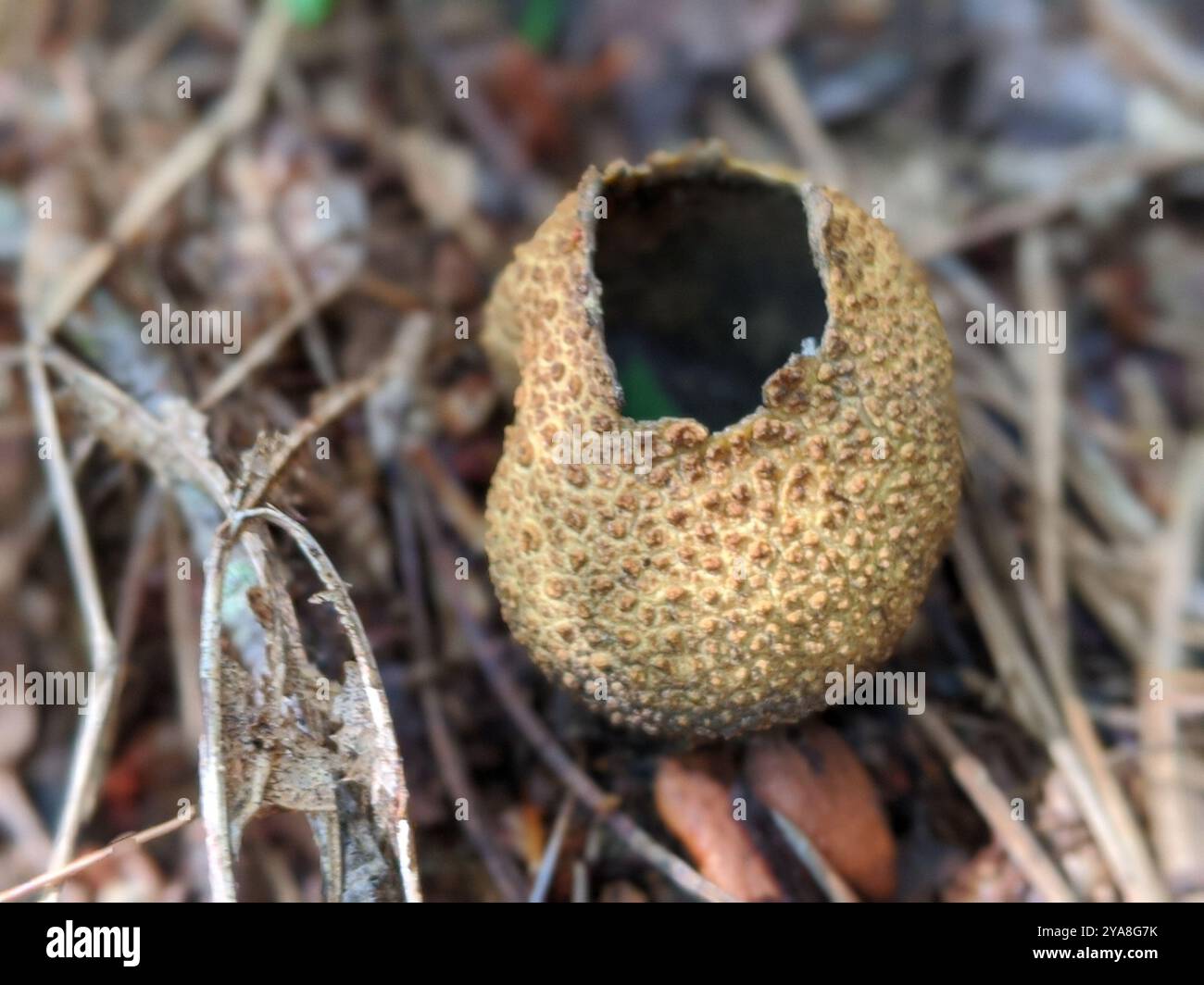 common earthball (Scleroderma citrinum) Fungi Stock Photo - Alamy