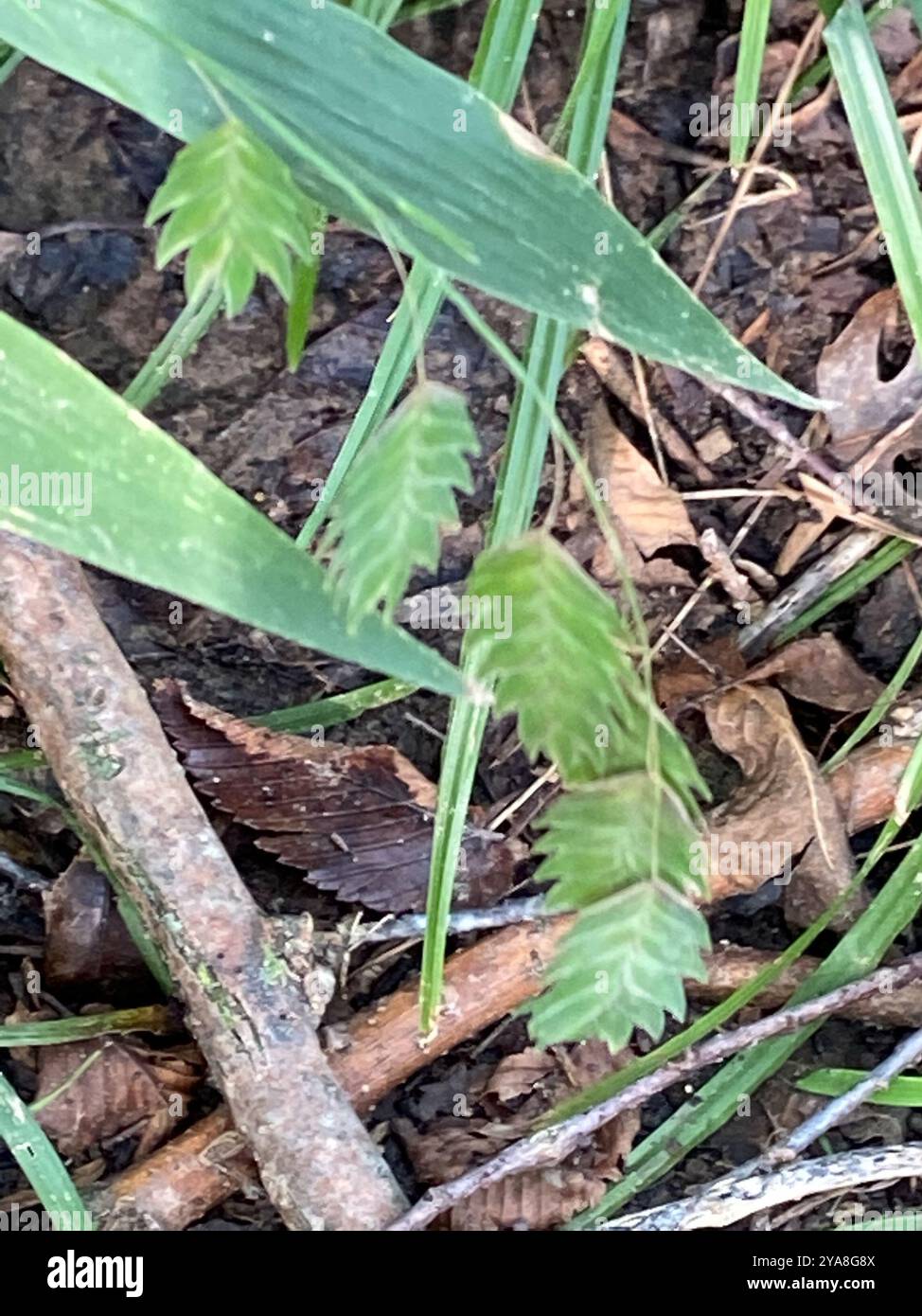 inland wood oats (Chasmanthium latifolium) Plantae Stock Photo - Alamy