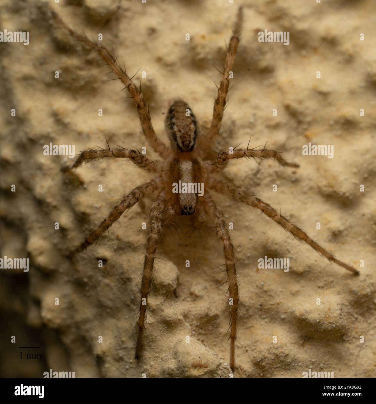 Funnel Weavers (Agelenidae) Arachnida Stock Photo - Alamy
