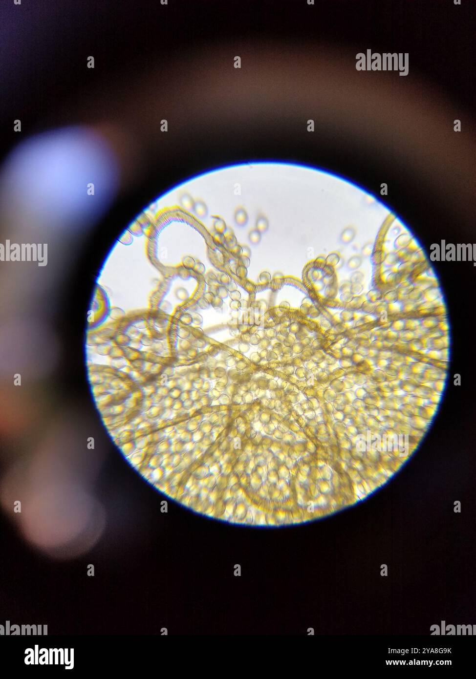 (Arcyria olivaceoglobosa) Protozoa Stock Photo - Alamy