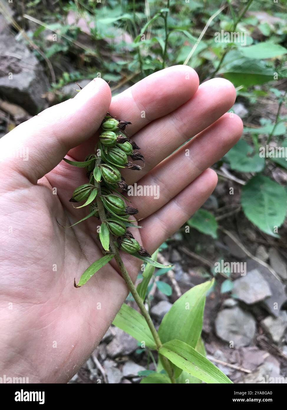 Broad-leaved helleborine (Epipactis helleborine) Plantae Stock Photo ...