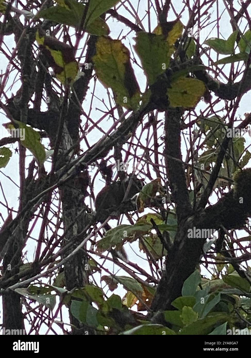 Townsend's Chipmunk (Neotamias townsendii) Mammalia Stock Photo - Alamy
