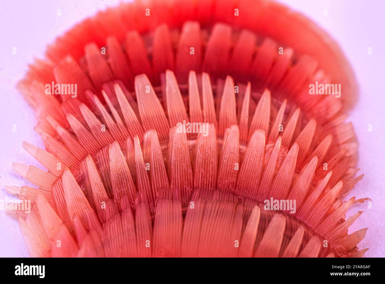 Tilapia fish (Oreochromis niloticus) gills close up Stock Photo - Alamy