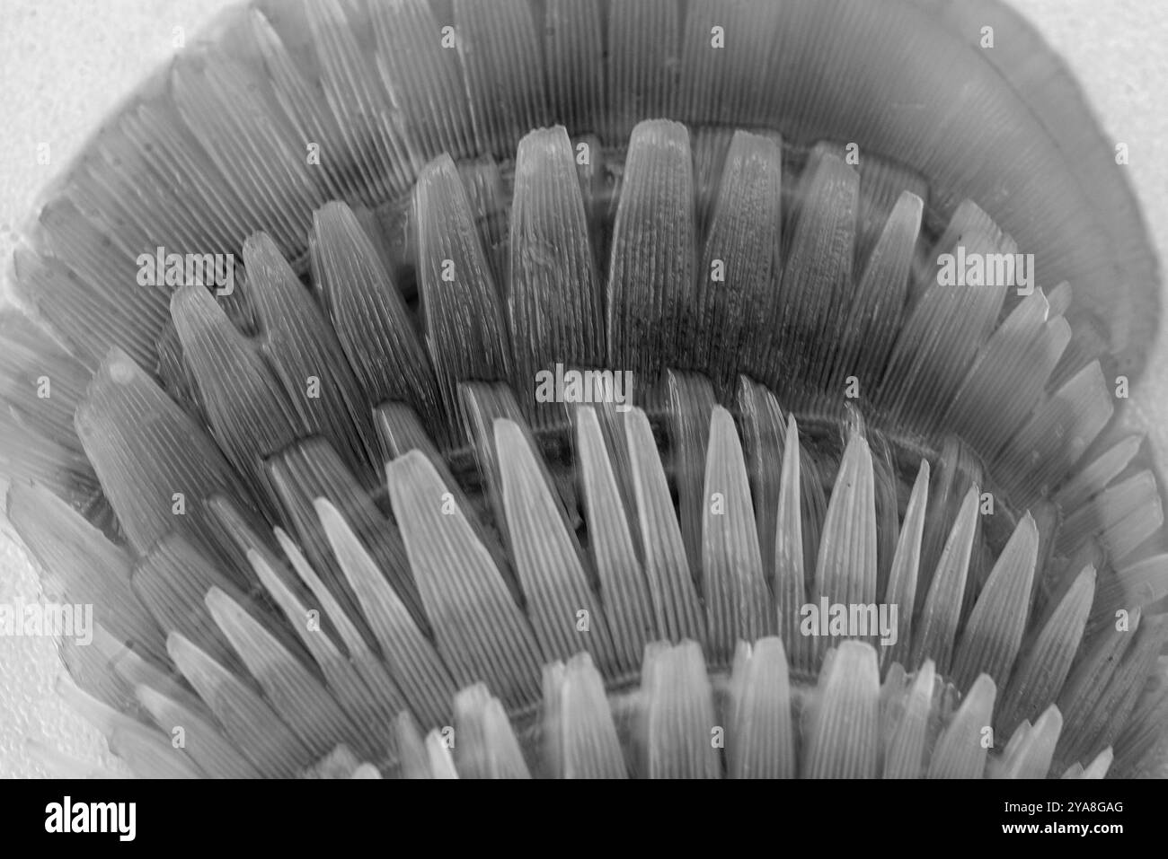 Tilapia fish (Oreochromis niloticus) gills close up Stock Photo - Alamy