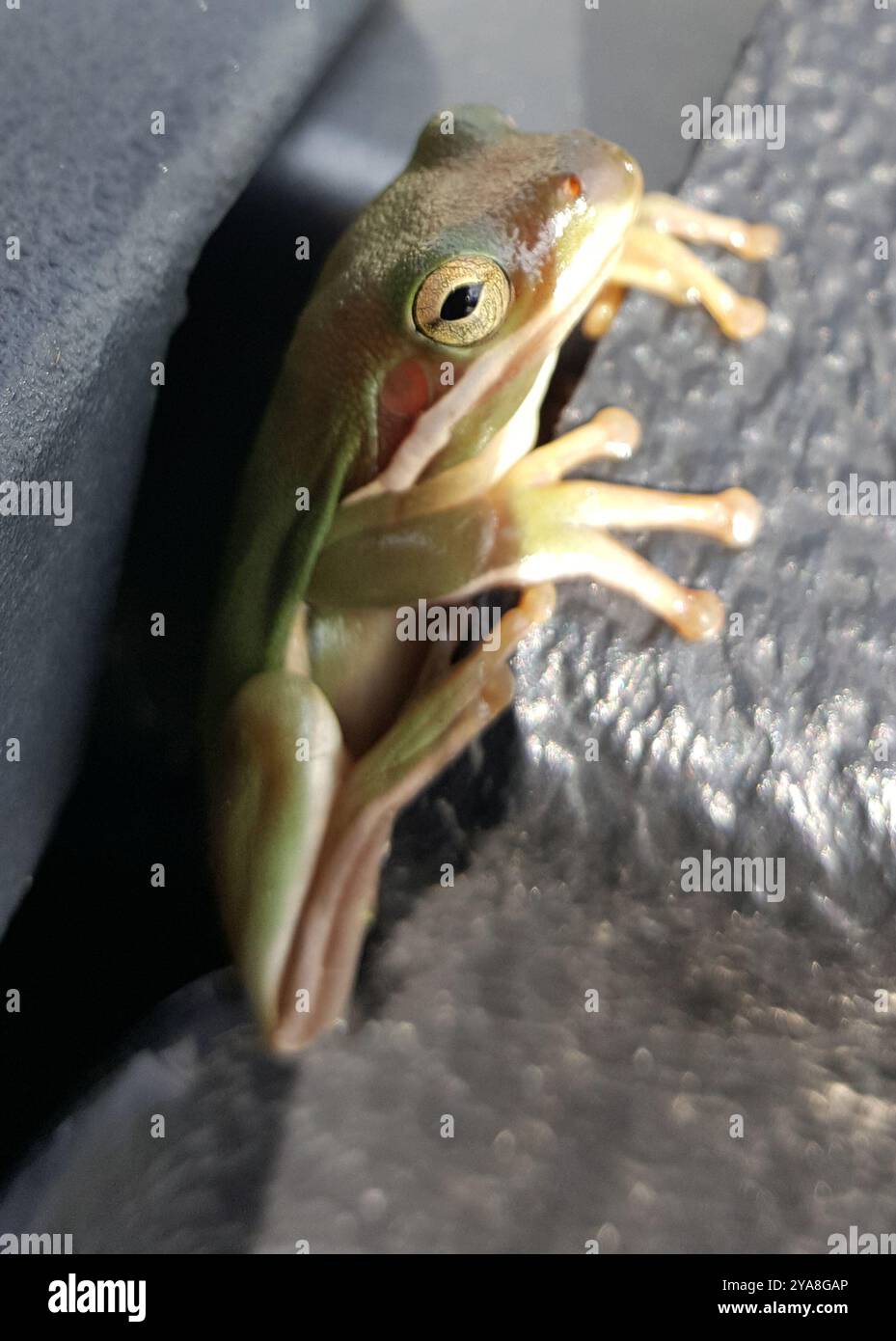 Green Treefrog (Hyla cinerea) Amphibia Stock Photo - Alamy