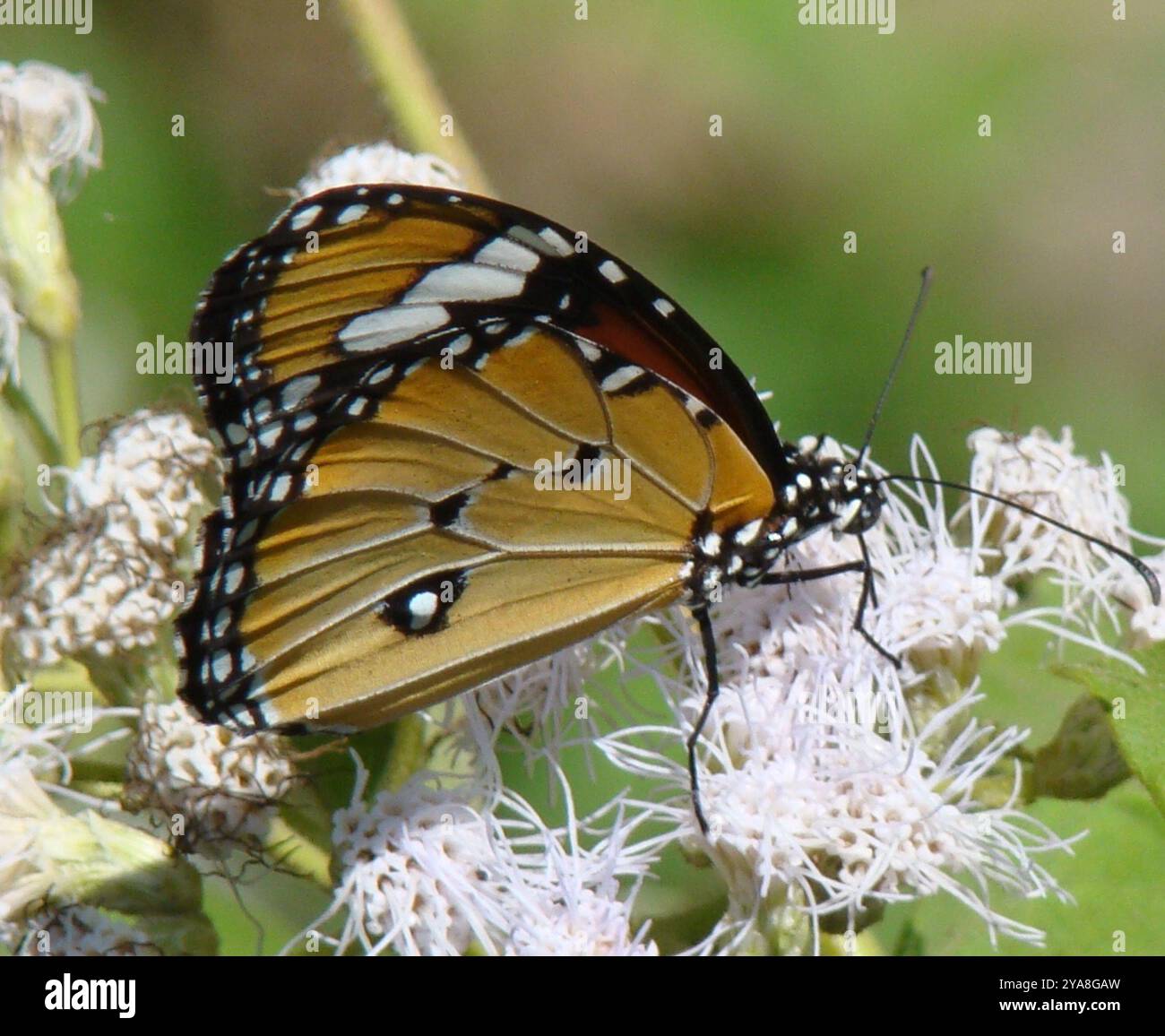 Plain Tiger Butterfly (Danaus chrysippus) Insecta Stock Photo - Alamy