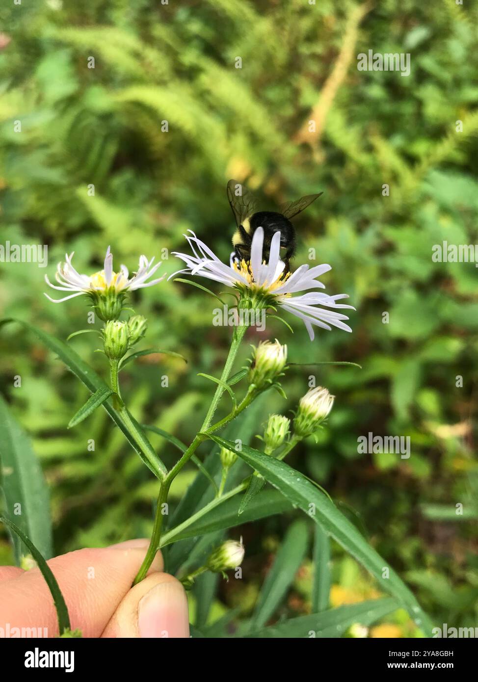 New York aster (Symphyotrichum novi-belgii) Plantae Stock Photo - Alamy