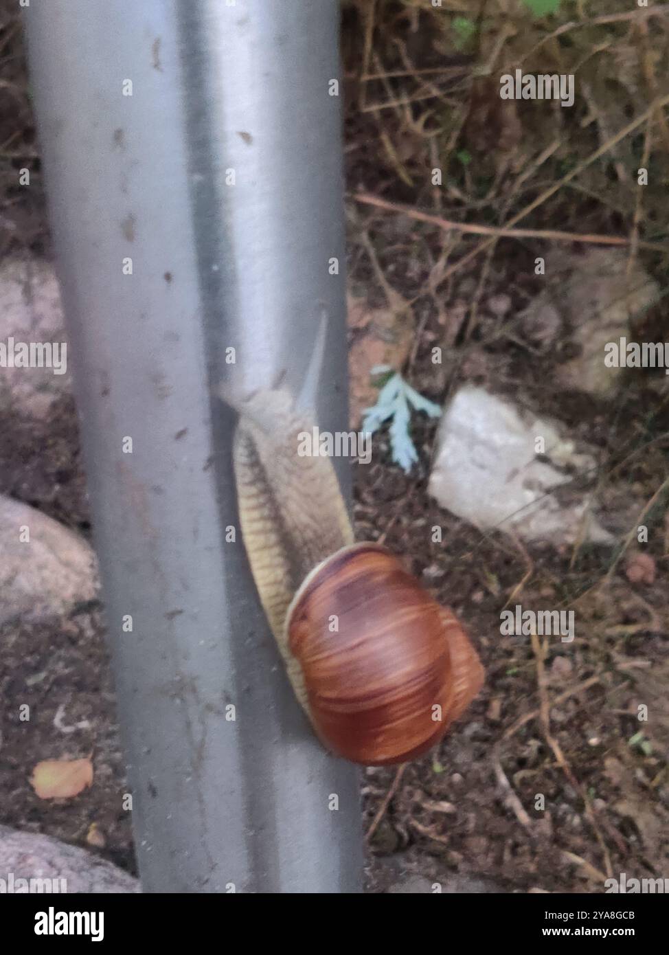 Roman Snail (Helix pomatia) Mollusca Stock Photo - Alamy