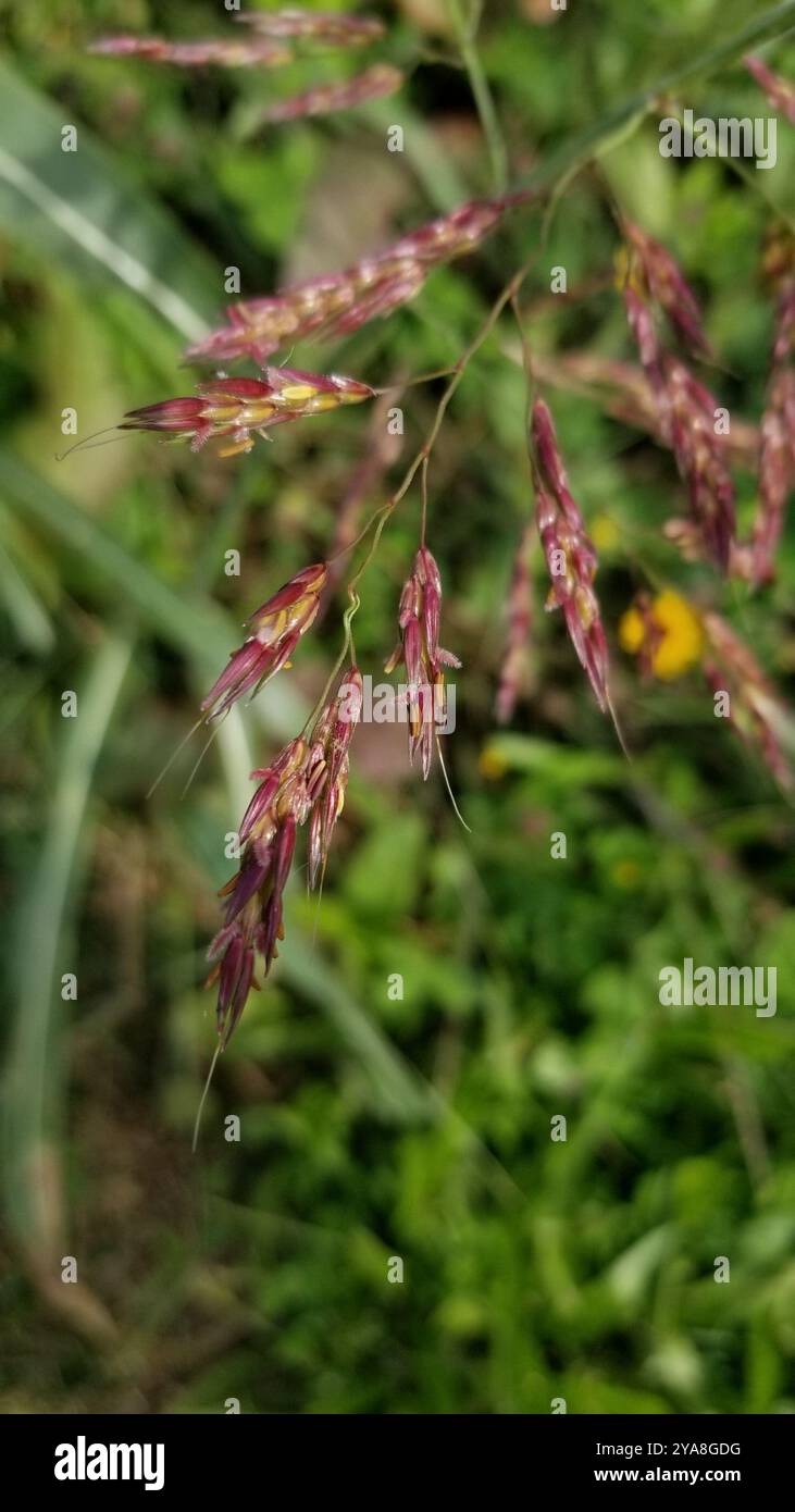 Johnson grass (Sorghum halepense) Plantae Stock Photo - Alamy