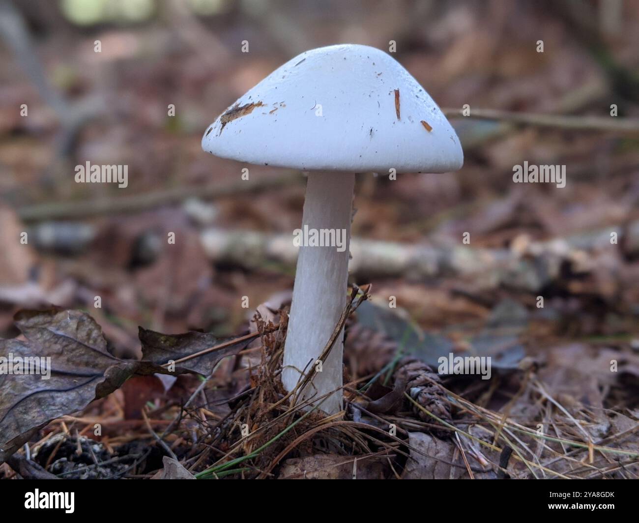 Eastern North American Destroying Angel (Amanita bisporigera) Fungi ...