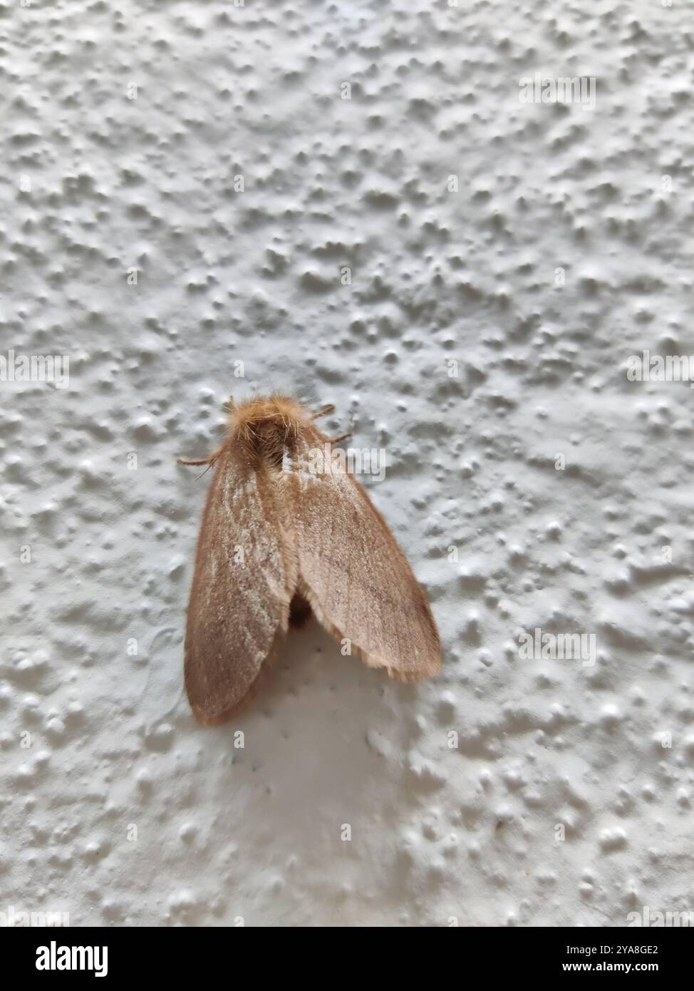 Underwing, Tiger, Tussock, and Allied Moths (Erebidae) Insecta Stock Photo - Alamy