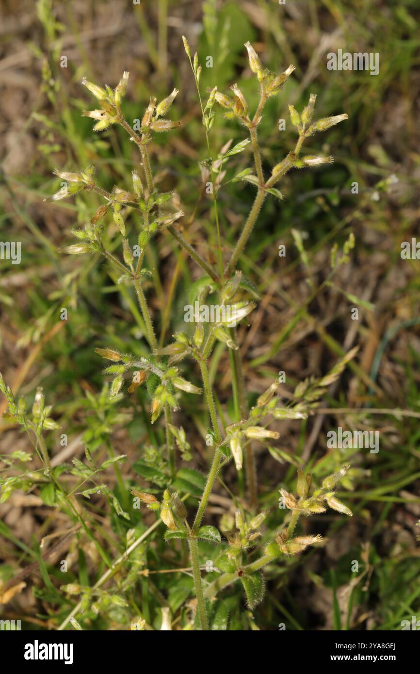Sticky mouse-ear chickweed (Cerastium glomeratum) Plantae Stock Photo ...